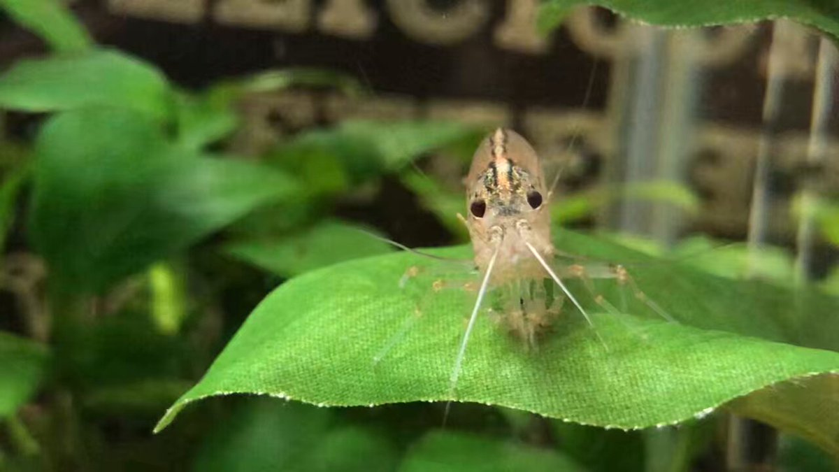 810の鳴き声コレクション2024・vol.19 - posfie