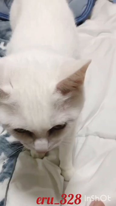 える*Kかっぷ裏垢女子(H50)妊娠15週突破！(@eru_328) さんの裏垢画像・動画 – 裏垢女子ランキングナビ