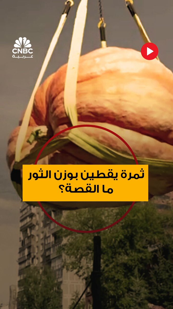 قناة CNBC عربية | روسي يُدعى ألكسندر تشوسوف، زرع يقطين (قرع) عملاق يزن ...
