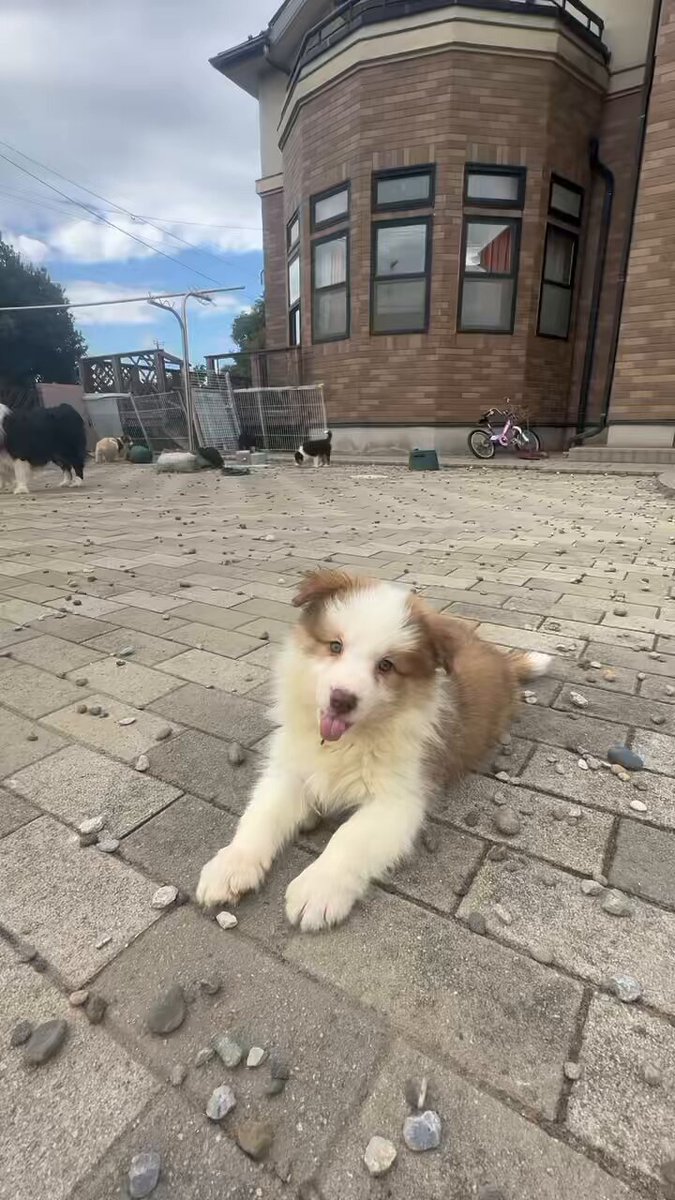 ボーダーコリー専門犬舎NORRU KENNELノアールケンネル ボーダーコリー専門犬舎NORRU KENNELノアールケンネル