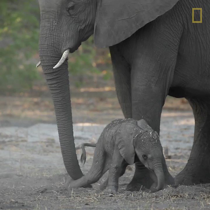 A baby elephant takes its first steps. Wonder of Science @wonderofscience