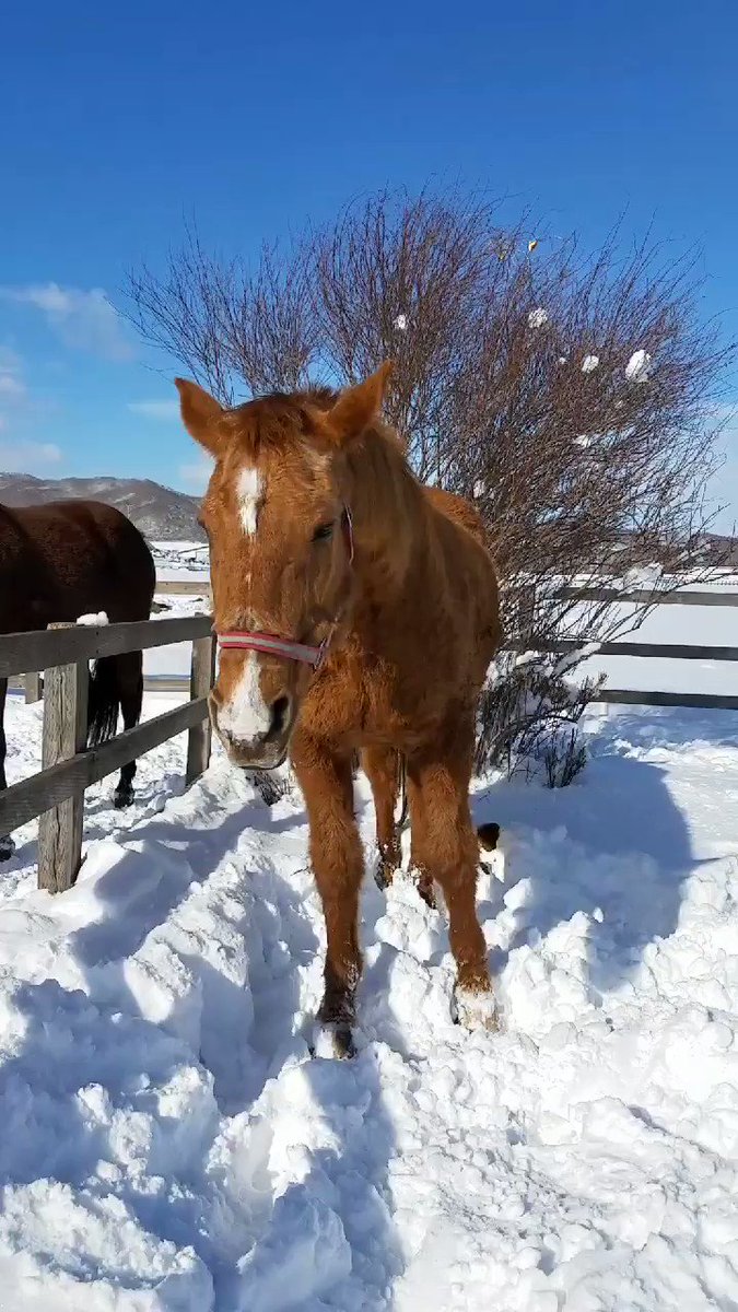 パカパカ工房 On Twitter 【イクノディクタス動画】沢山のリプを頂きましたが、個別にコメントを返している時間がありません。 その暇