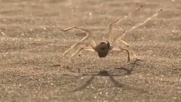 Rolling Spider Gif
