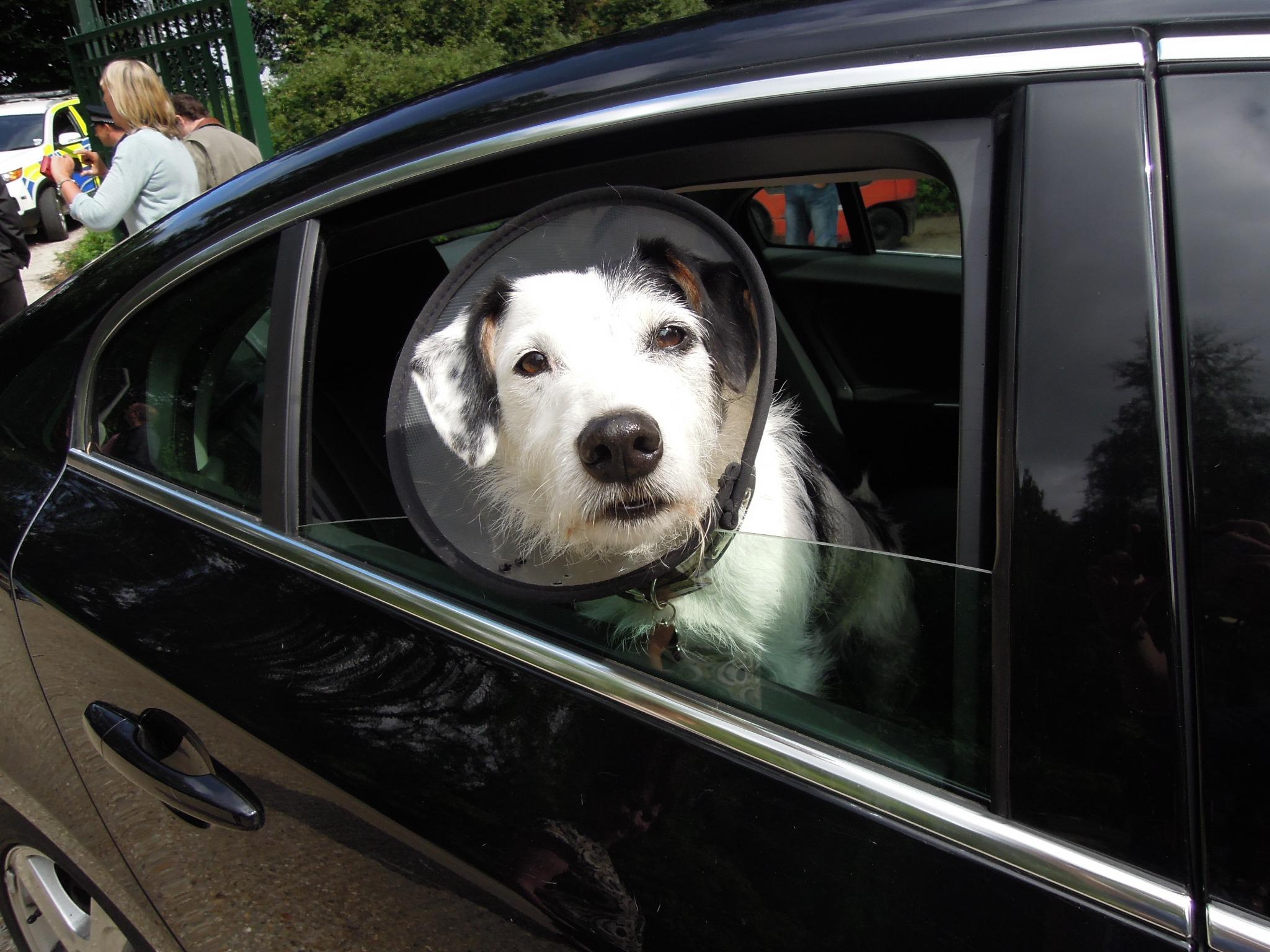 What Happened To Sykes The Dog From Midsomer Murders