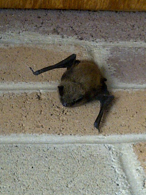 TW Pornstars - Villiantia Von D'Arc. The most retweeted pictures and ...