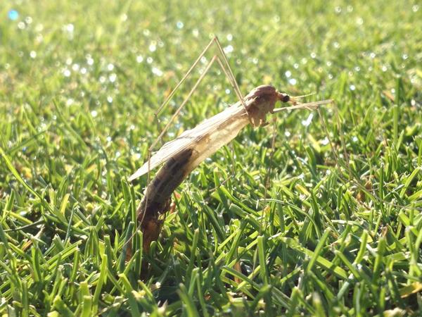 Crane Flies - aroundtheyard.com Forums