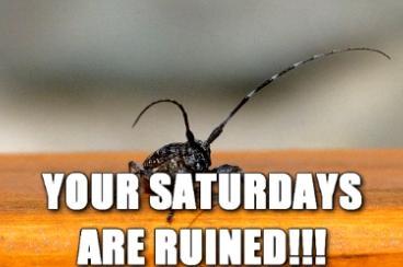 The dreaded injury bug starts to bite...... | SEC Rant