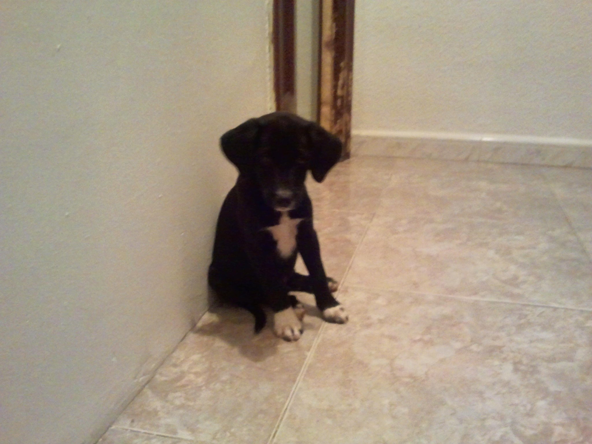 Cachorro Mestizo De Labrador Negro Venta De Cachorros Labrador Negro