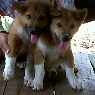 phitsanu phengphit (@boa2009) | Twitter