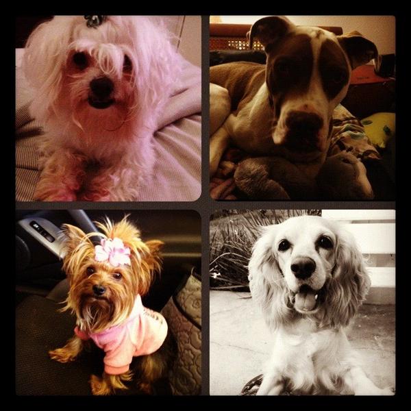 DogDate (@DogDate) | Twitter