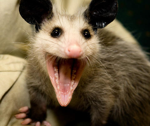 Angry Possum