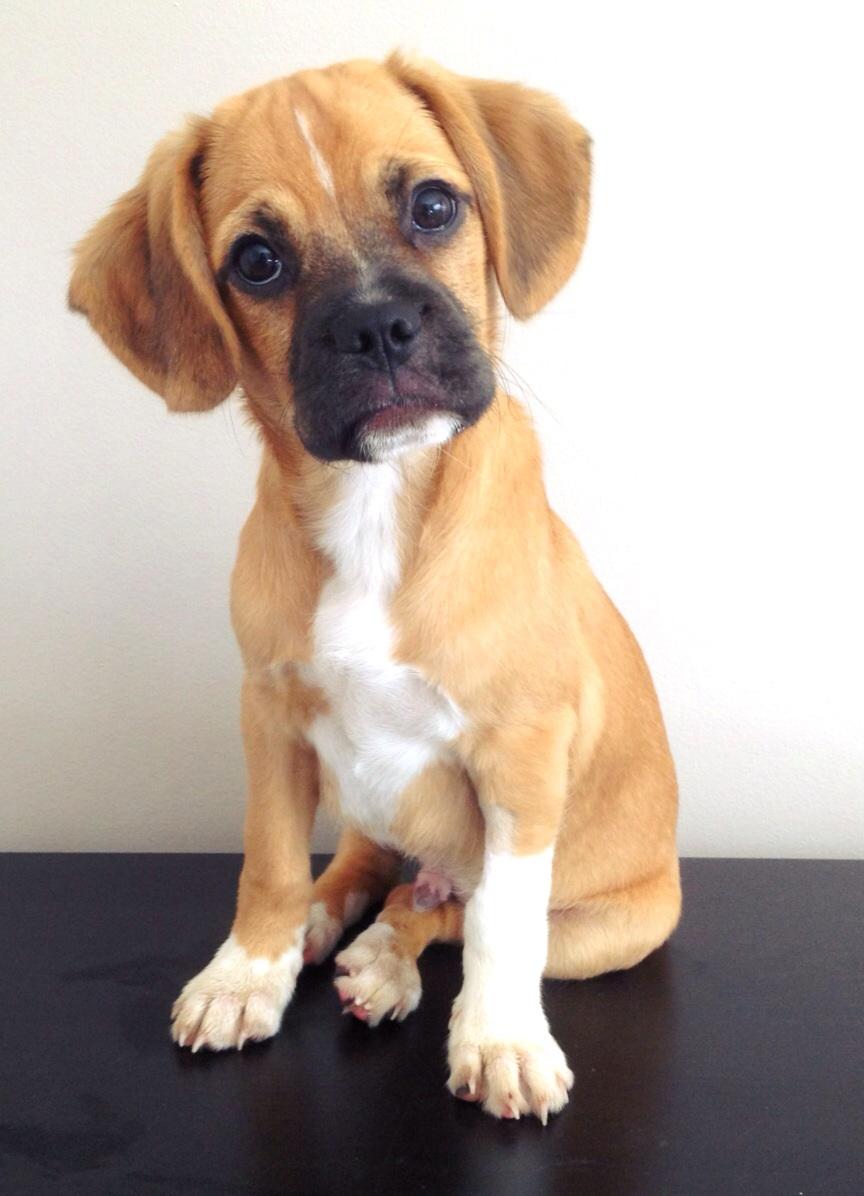 Pug Mixed With Boxer