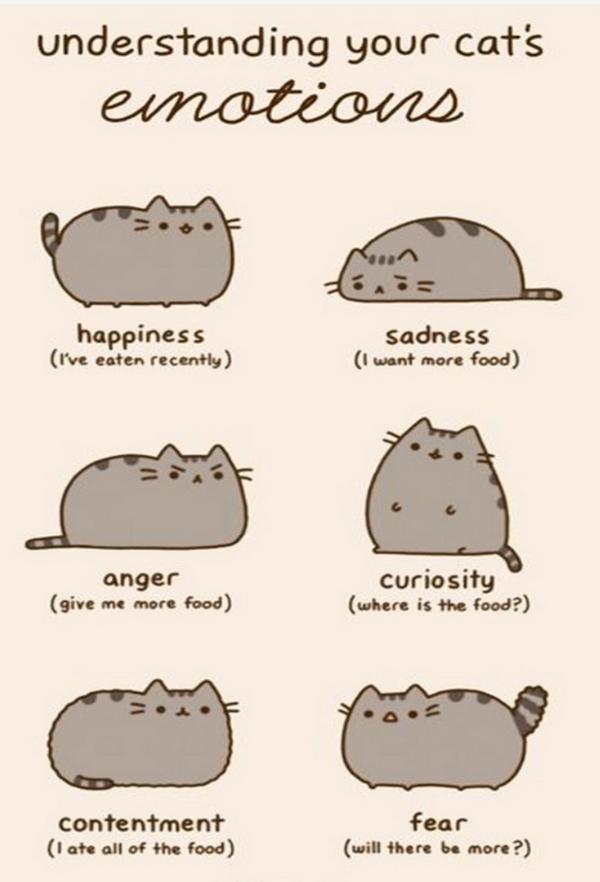 Pusheen the Cat - Understanding Your Cat's Emotions - humor | Pusheen ...