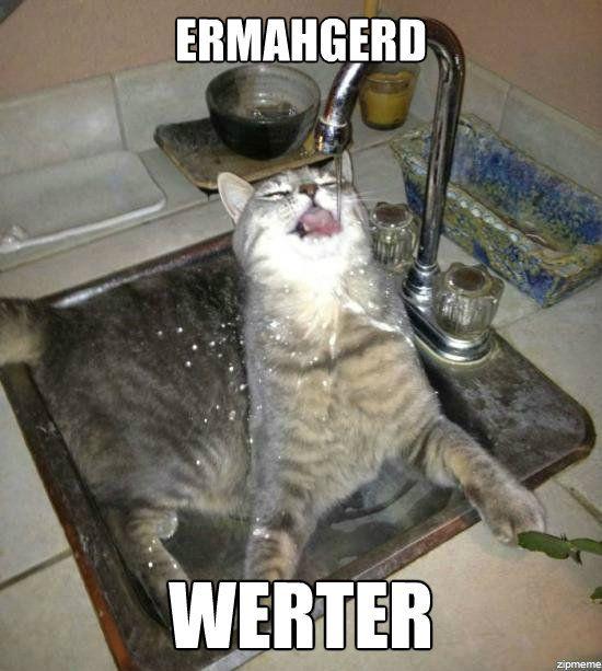 Animal Memes Ermahgerd