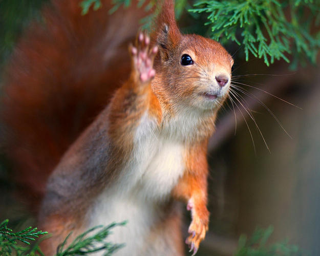 Squirrel Waving Goodbye
