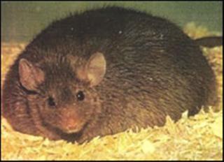 Fattest Mouse In The World