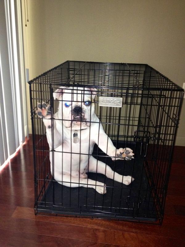 Human Pet Cage