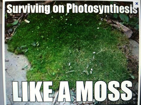 Photosynthesis Joke