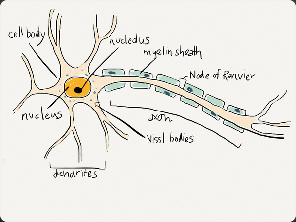 Neuron Parts Quiz