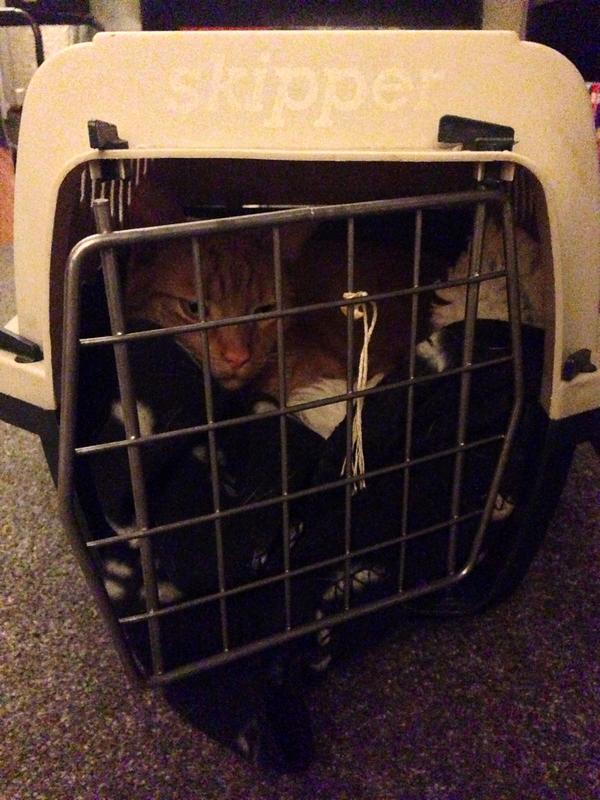 Freddy Hyland-Fern (@crazygingercat) | Twitter