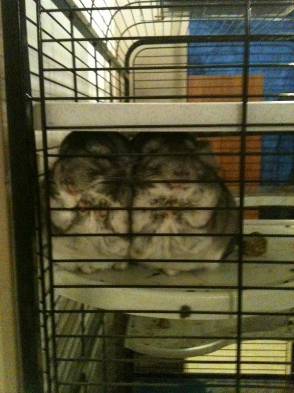 Stacy Mcdaniel Stacymcdaniel Twitter 9474