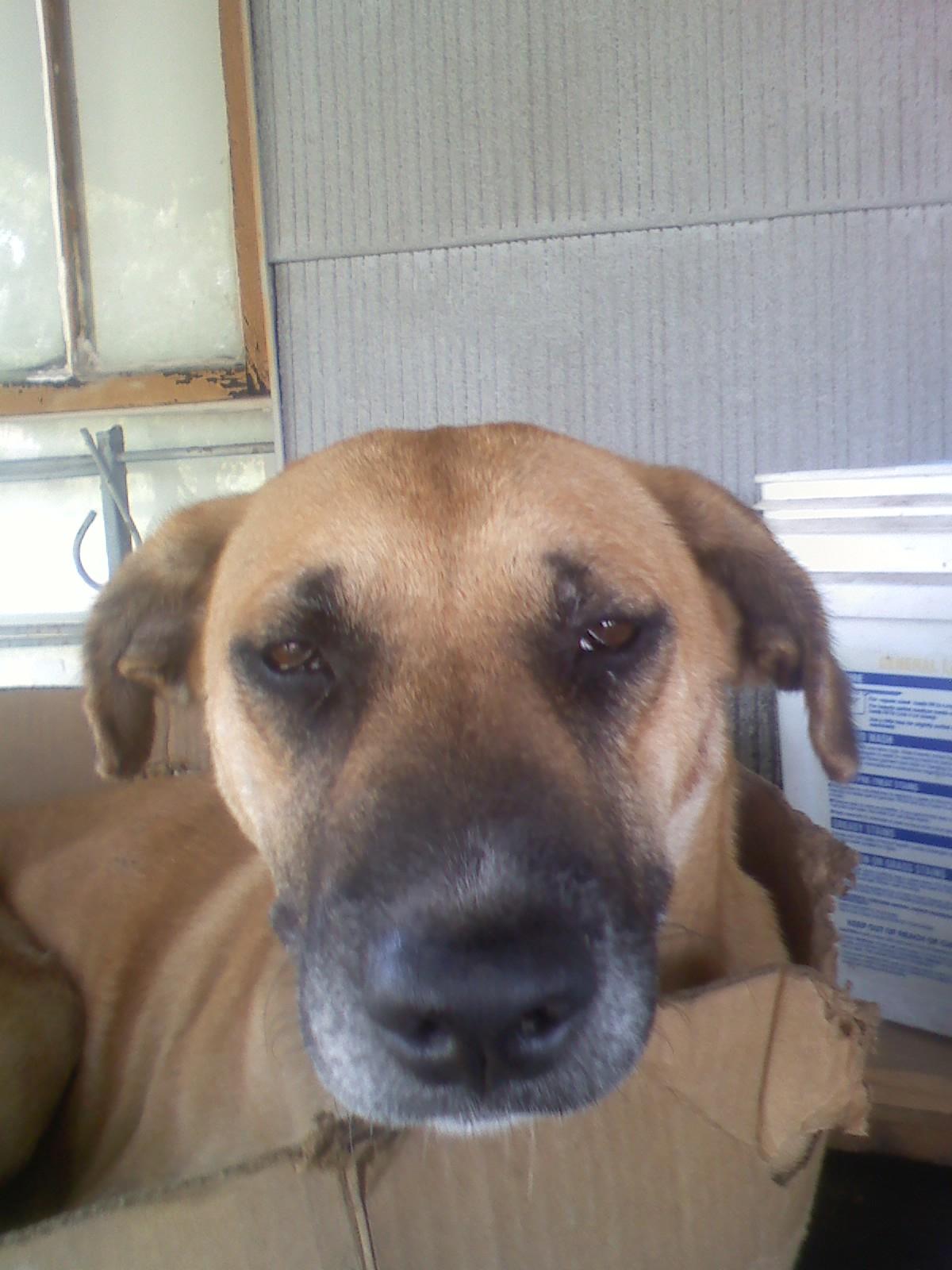 Dog-gaf....(New dog owner) | Page 6 | NeoGAF