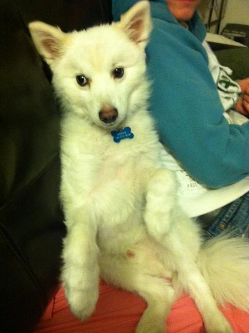 Kodak, DOG (@KodakRuffHood) | Twitter