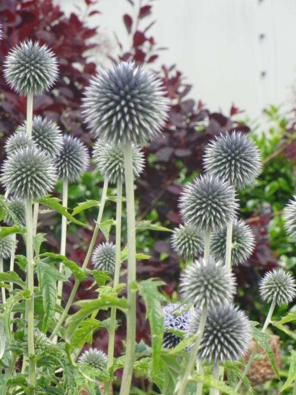 Vicky Jiang (@Vickyjwp) | Twitter