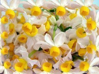 National Flower Of Kurdistan