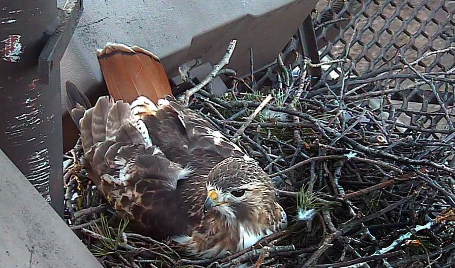 Red Tailed Hawk Eggs