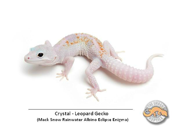 Crystal Leopard Gecko