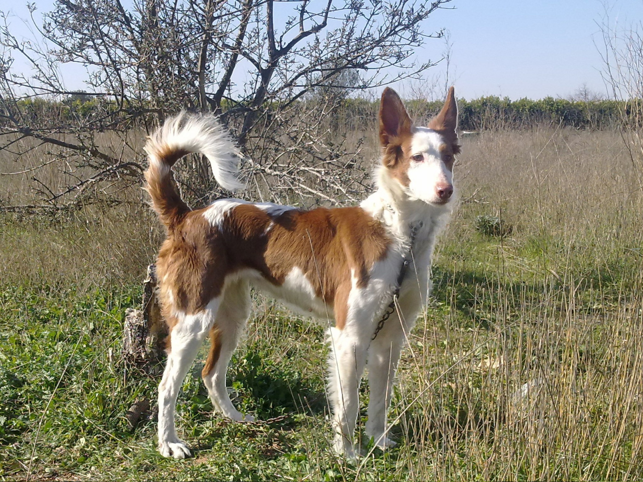 What Color Are Podenco Valenciano Dogs