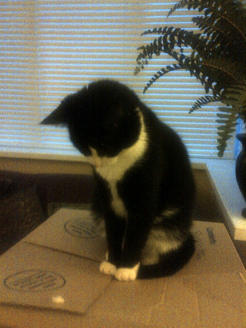 Harry Styles Cat Dusty