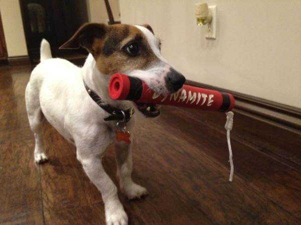 Jeff Dunham Dogs