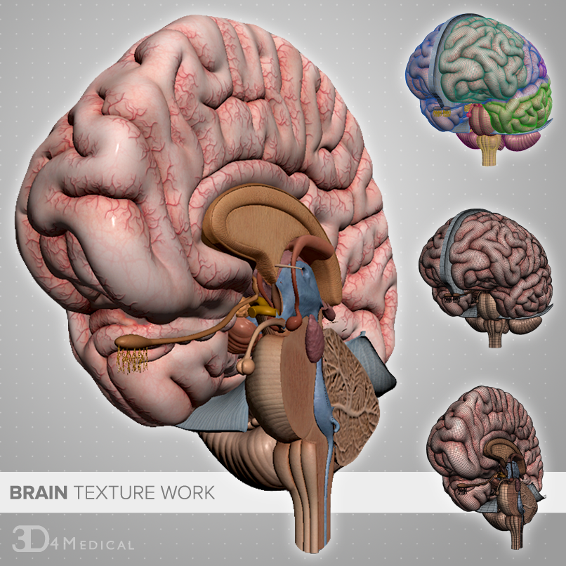 Brain Texture 3d