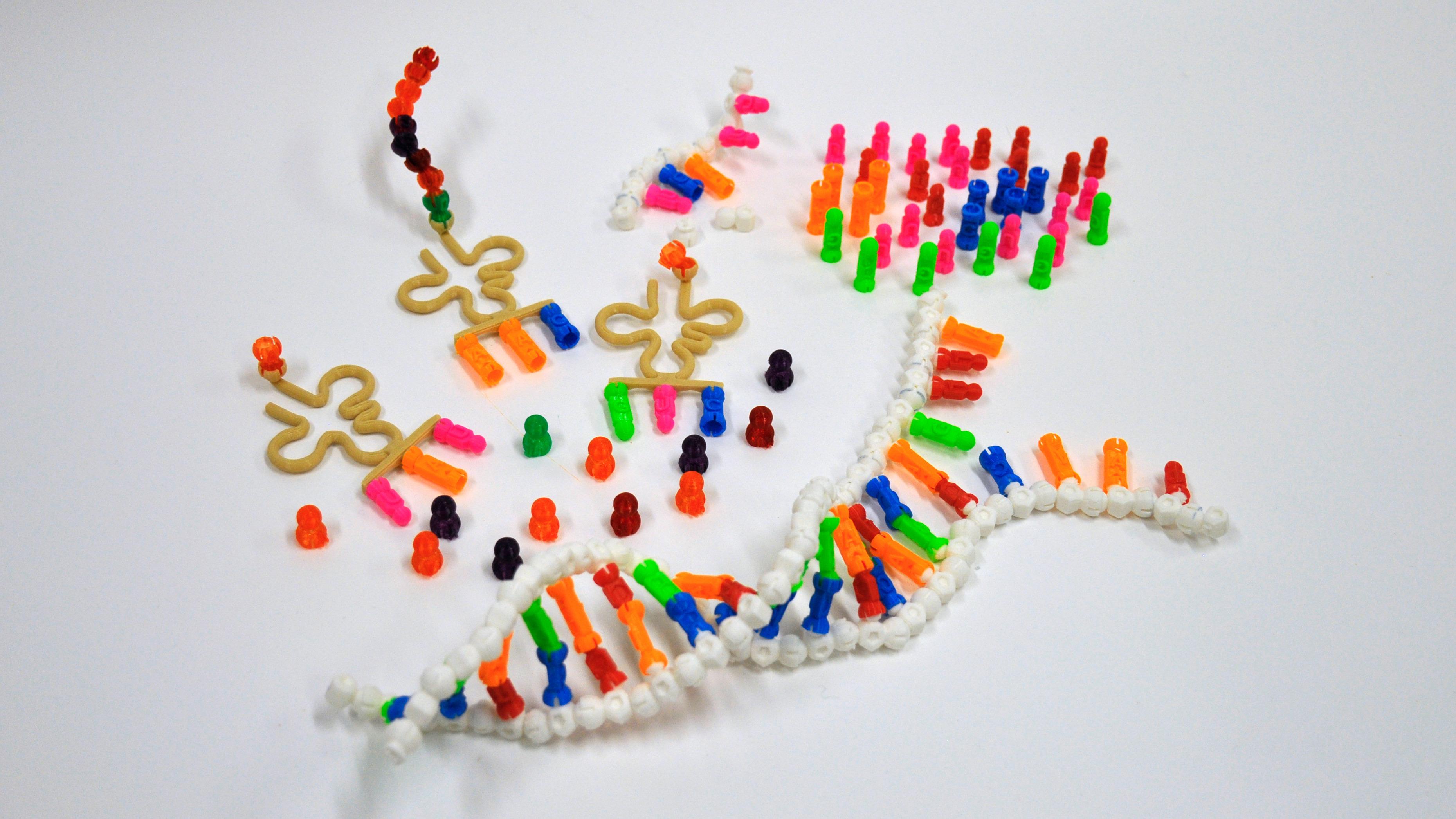 Protein Synthesis Model Project