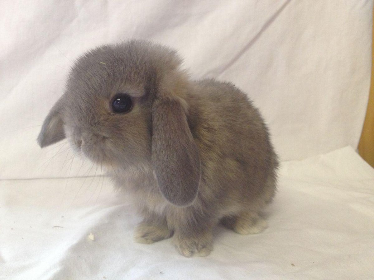 American Fuzzy Lop