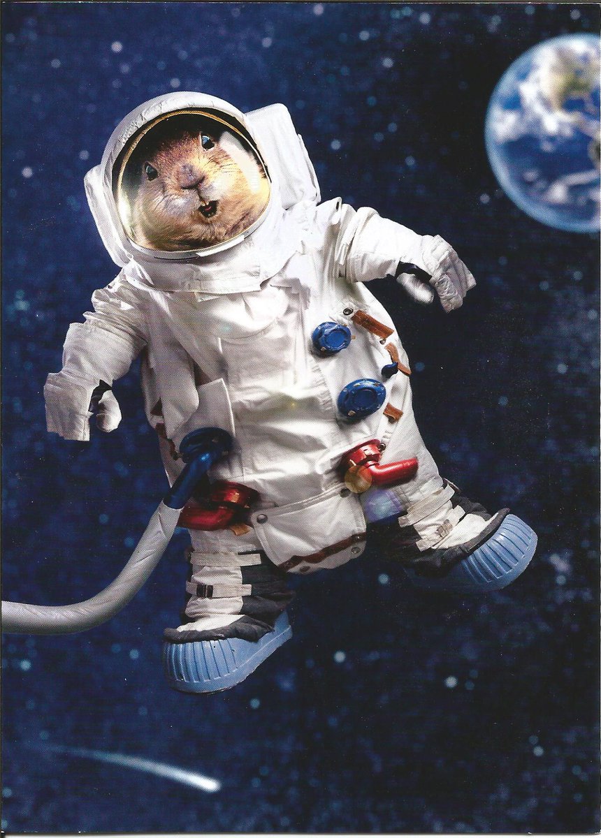 Squirrel In A Space Suit