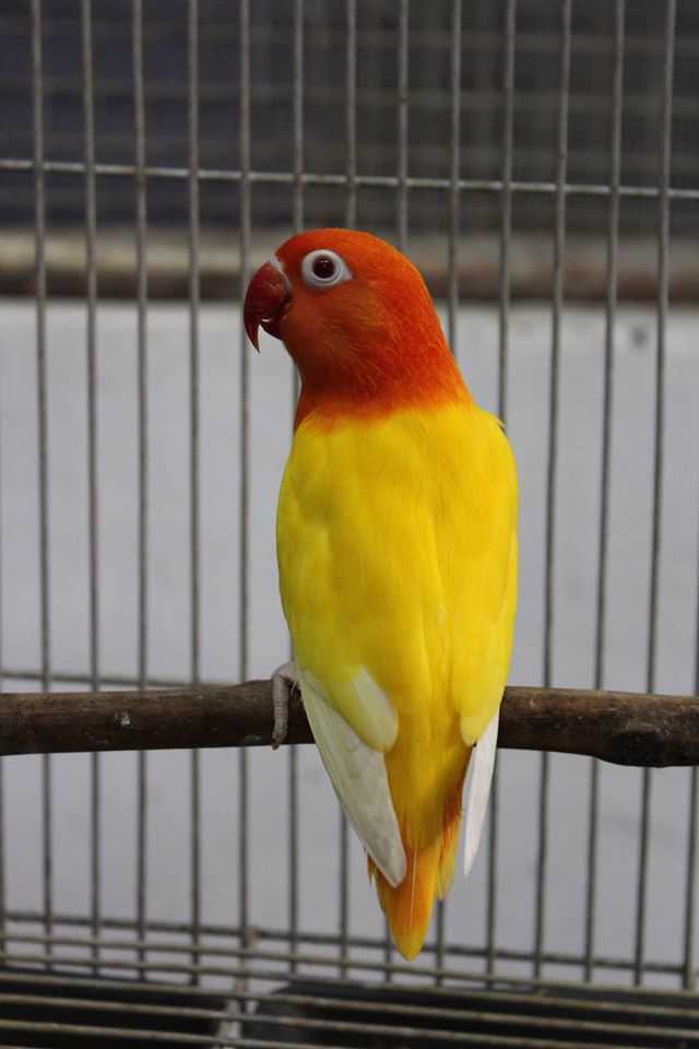 Lutino Opaline Lovebird