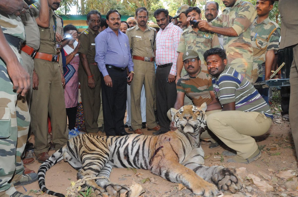 So sad to see a dead tiger :( Conflict RT jsamdaniel The man-eating ...