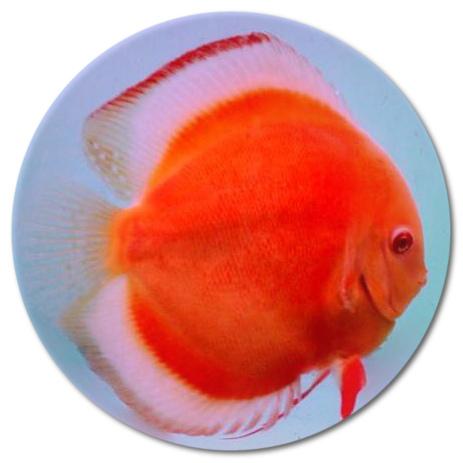 Red Diamond Discus