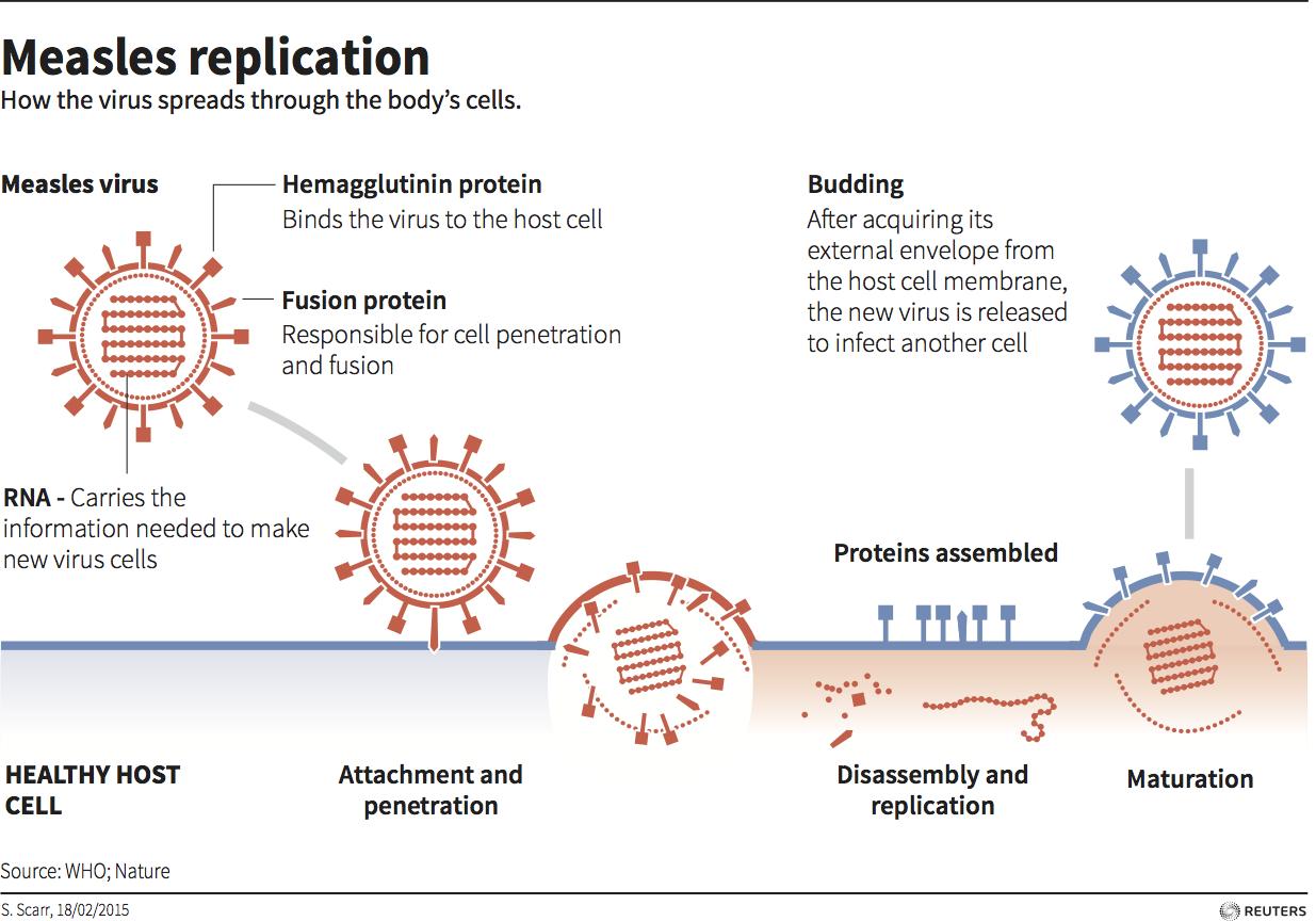 Measles Virus Life Cycle Sequence Of Events In Measles Virus