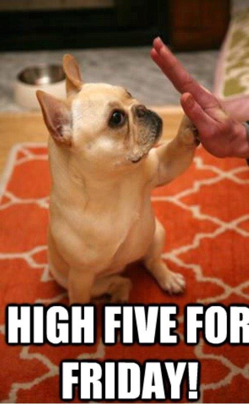 Happy Friday Bulldog Meme