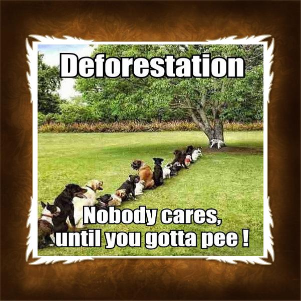 Deforestation Memes