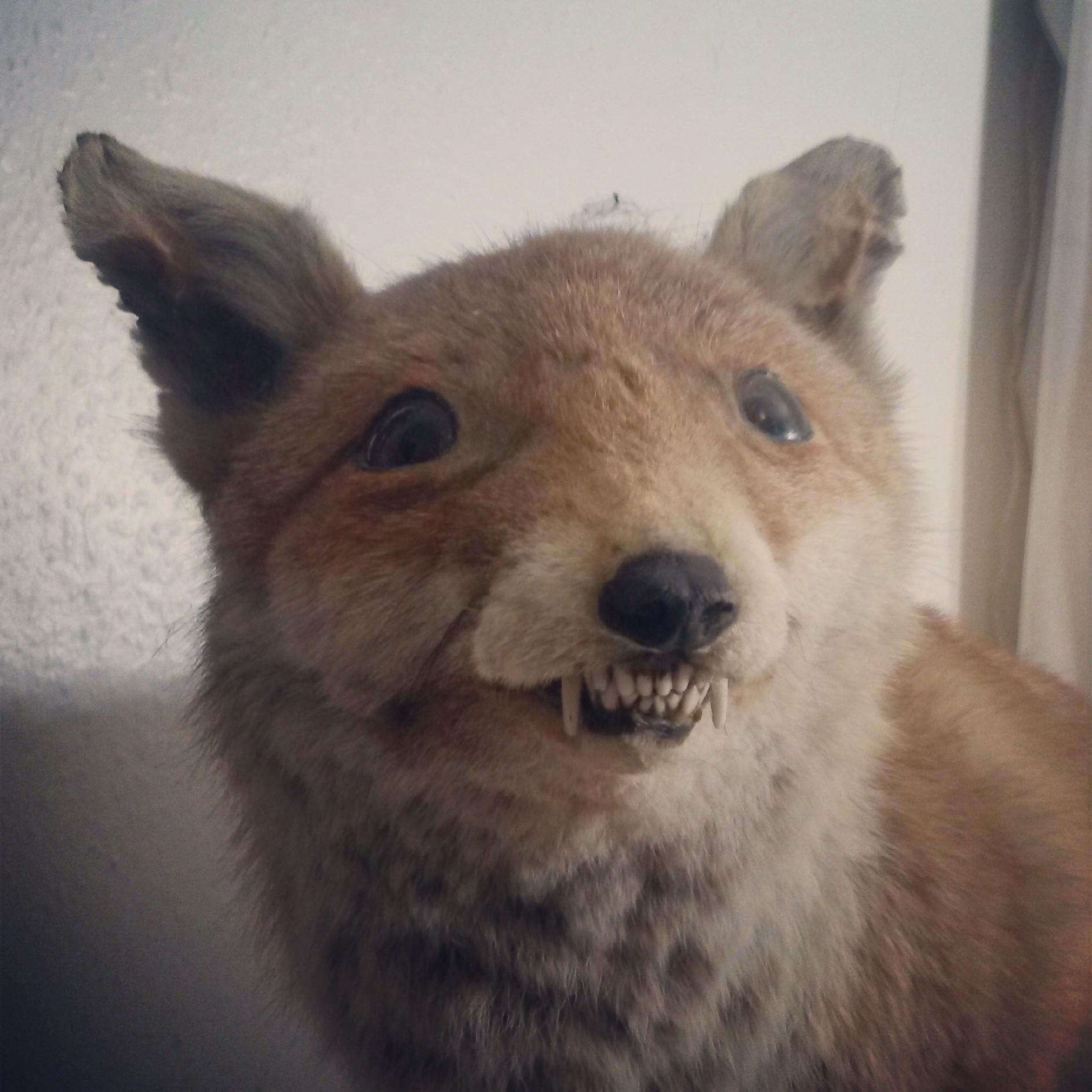 Bad Taxidermy Fox