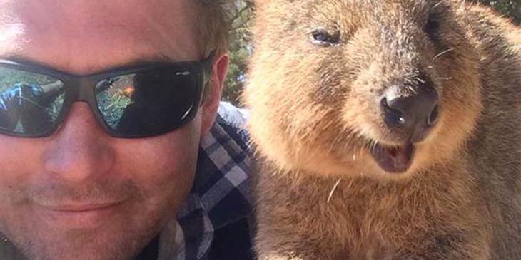 QuokkaSelfie: Why people are taking selfies with this fuzzy Aussie ...