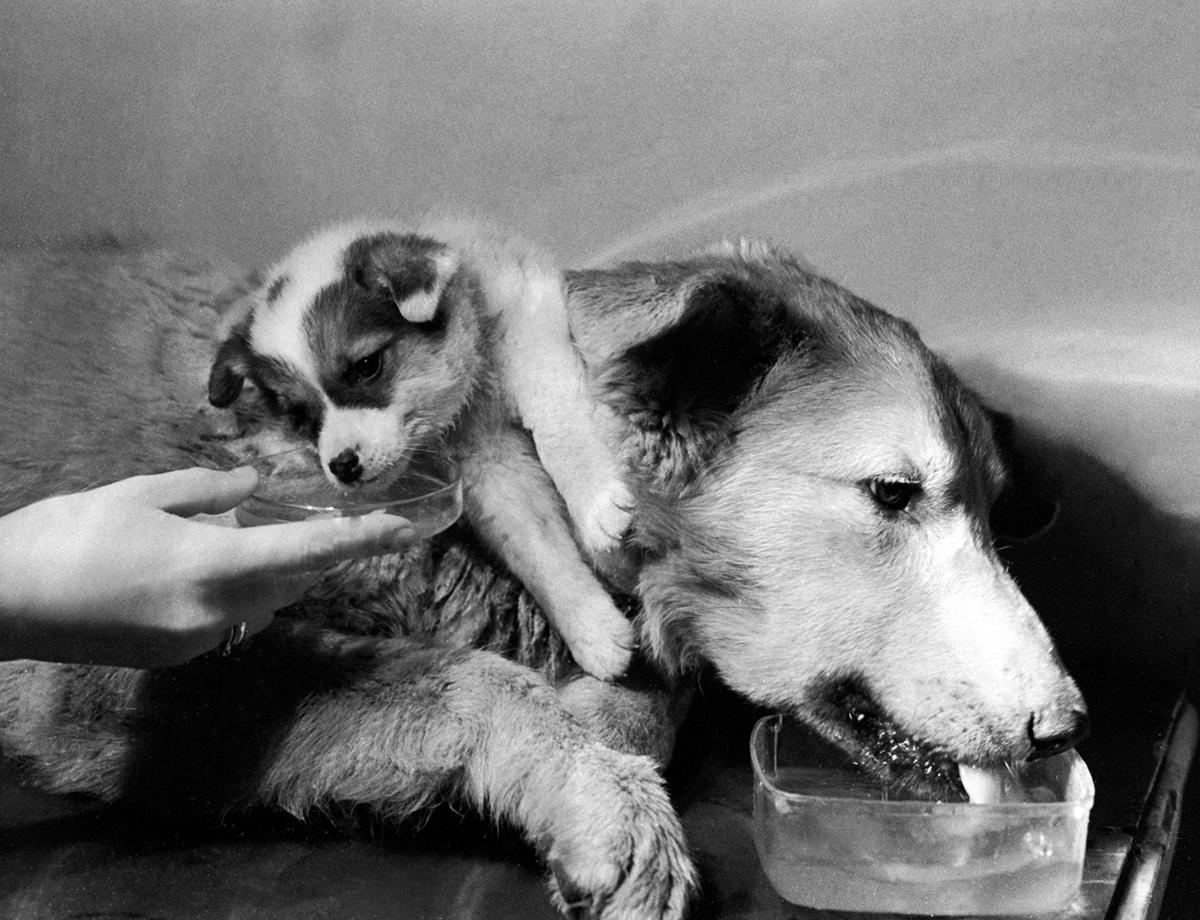 Two Headed Dog Vladimir Demikhov