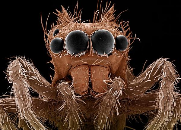 A Look Inside a Jumping Spider's Explosive Brain >> | Discovery | Scoopnest
