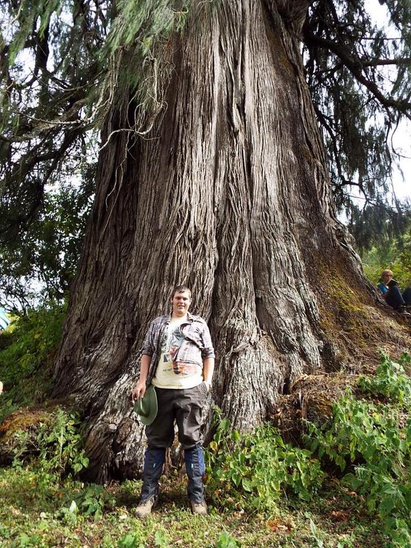 Bhutan Cypress 'Tokaling Tsenden Cypress' at Tomla Tokaling in Dangchu ...