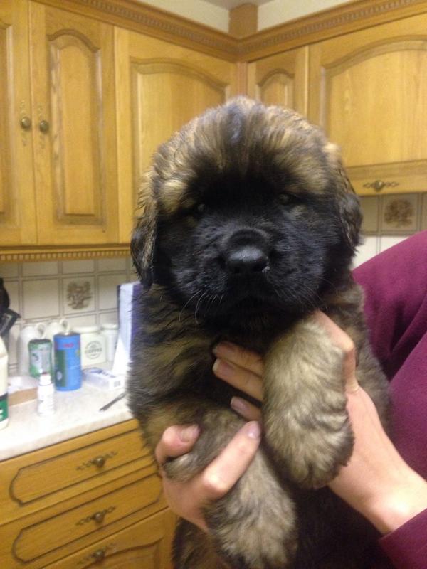 Called a puppy : r/aww